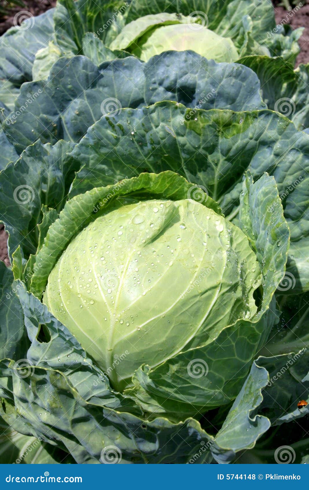 Cabbage on Vegetable Garden Stock Photo - Image of vegetable, cabbage ...