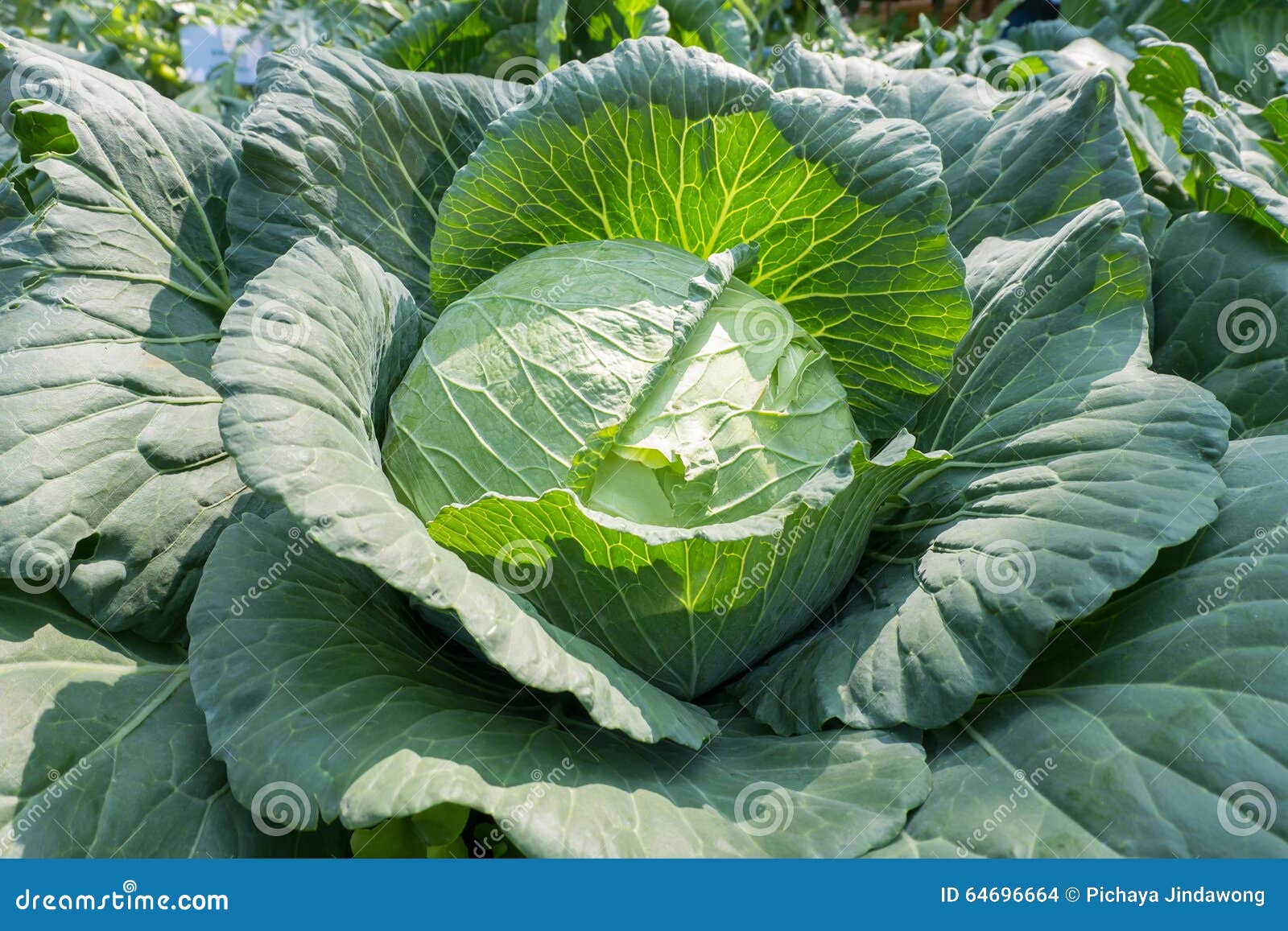 Cabbage in the Vegetable Garden. Close Up Stock Photo - Image of green ...