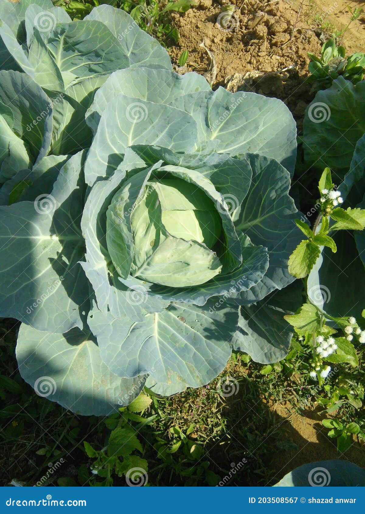 Cabbage vegetable green stock image. Image of dish, vegetable - 203508567