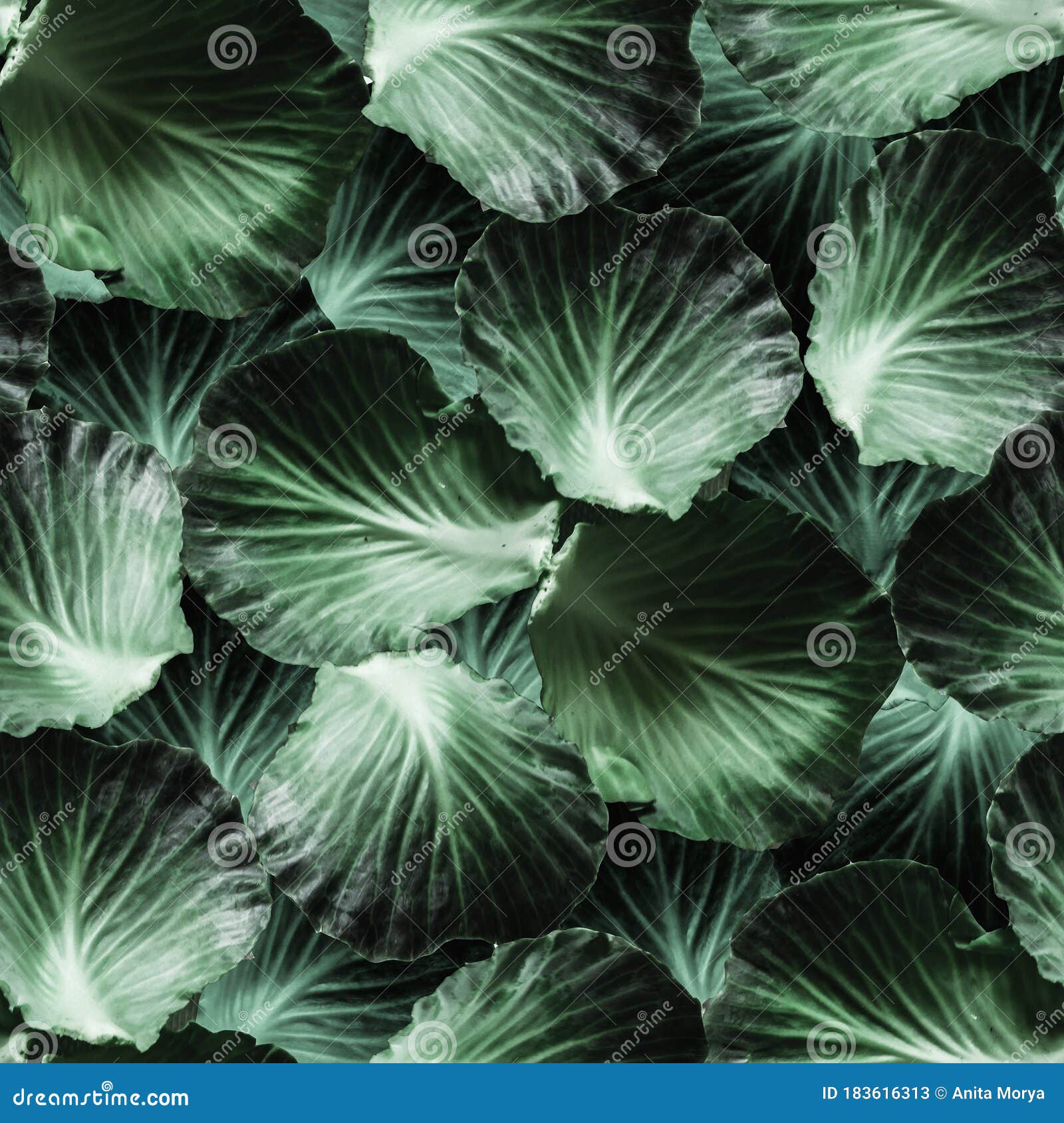 Cabbage Vegetable Leaves Seamless Pattern Stock Illustration ...
