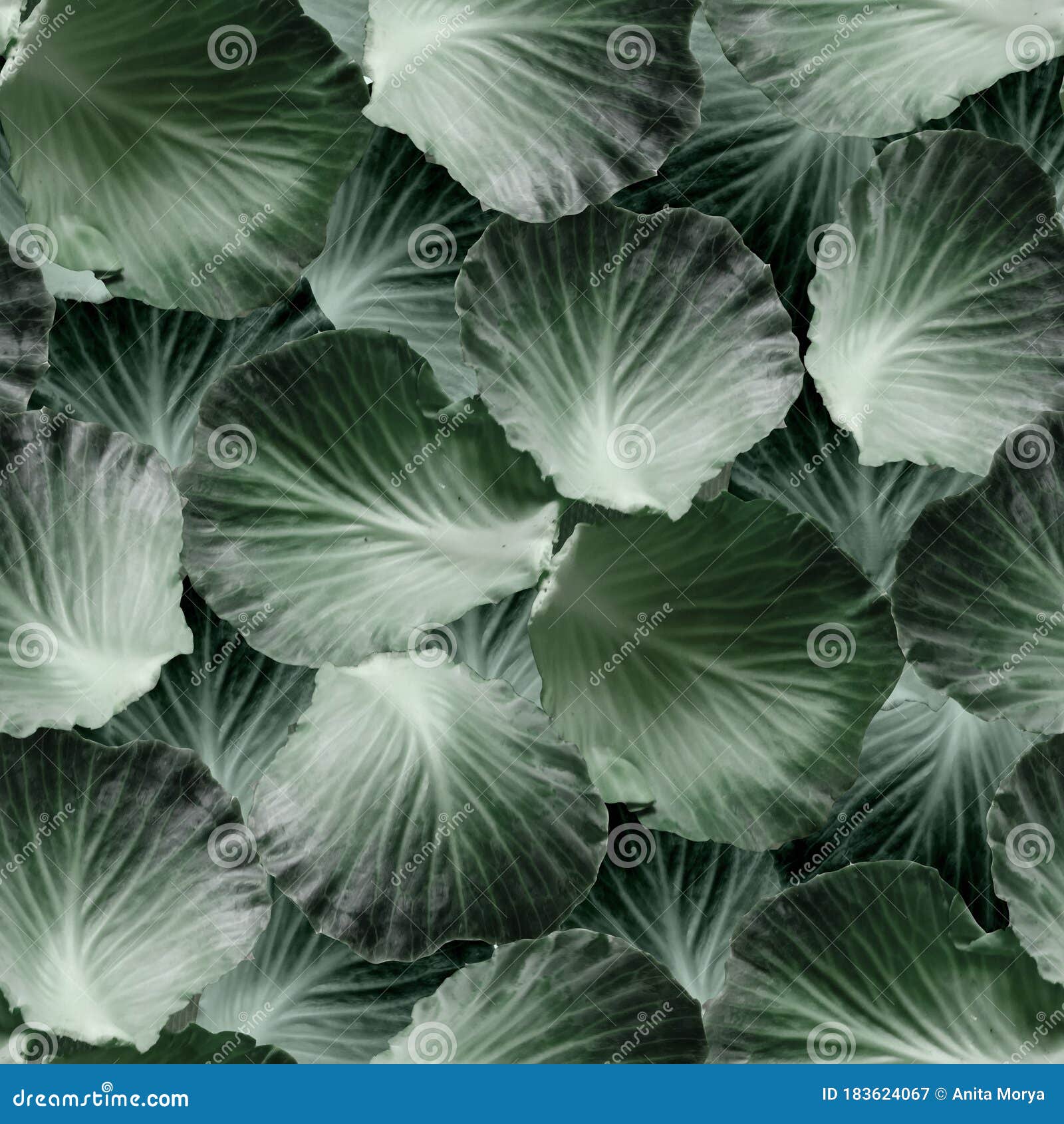 Cabbage Vegetable Leaves Seamless Pattern Stock Image - Image of nature ...