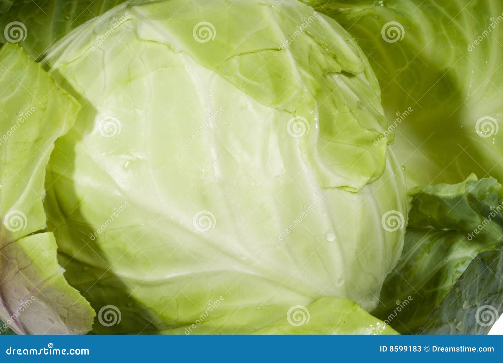 Cabbage Vegetable One Whole Stock Image - Image of cabbage, herbaceous ...
