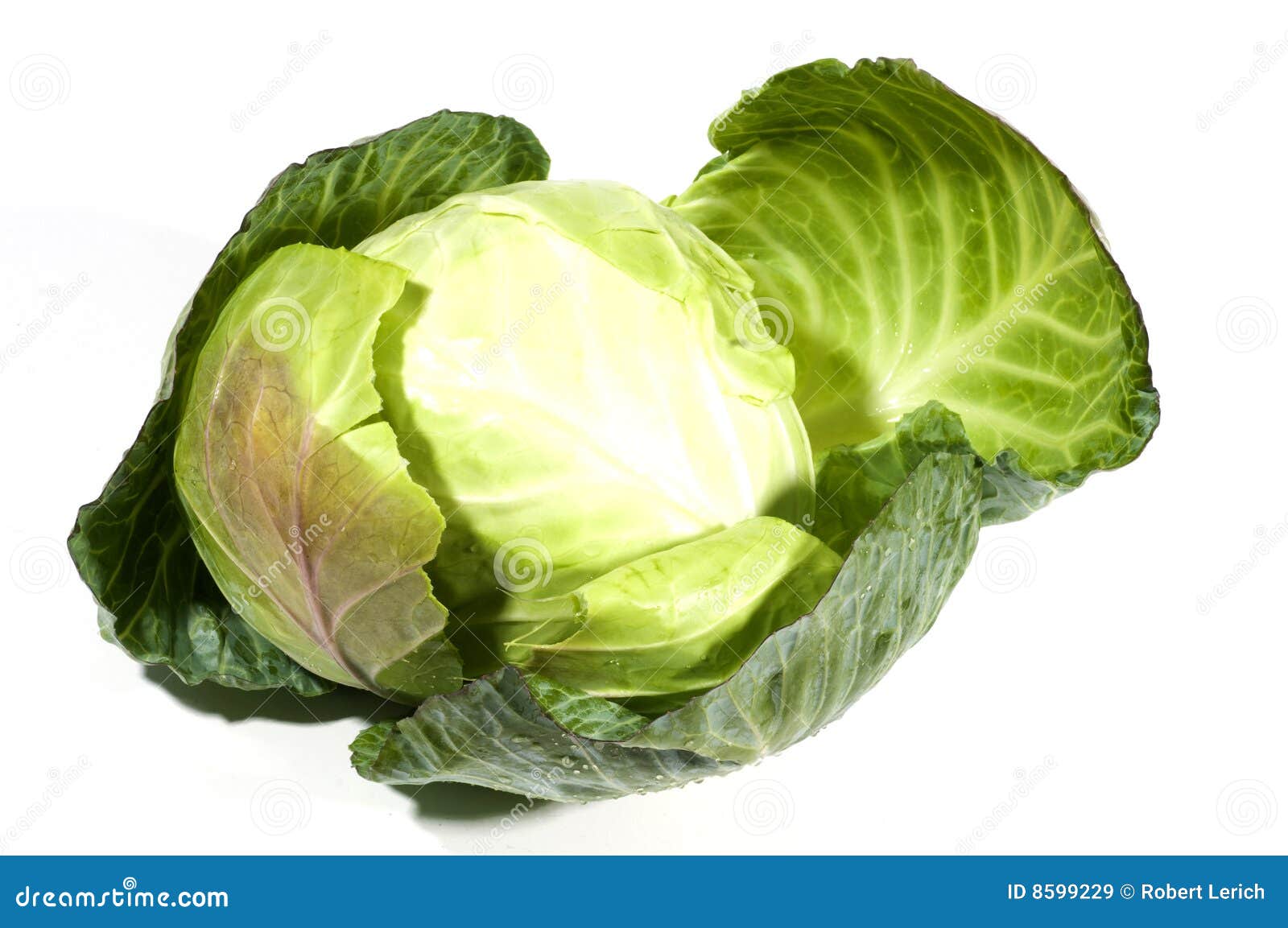 Cabbage Vegetable One Whole Stock Image - Image of plant, leafy: 8599229