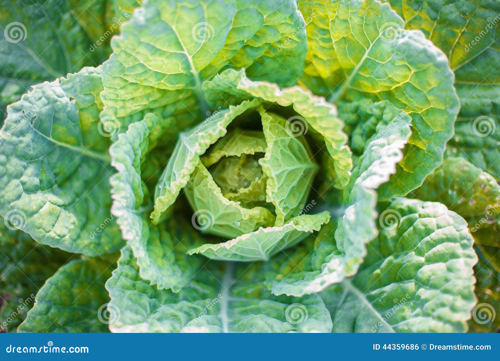 Cabbage in the Vegetable Patch Stock Photo - Image of natural, life ...
