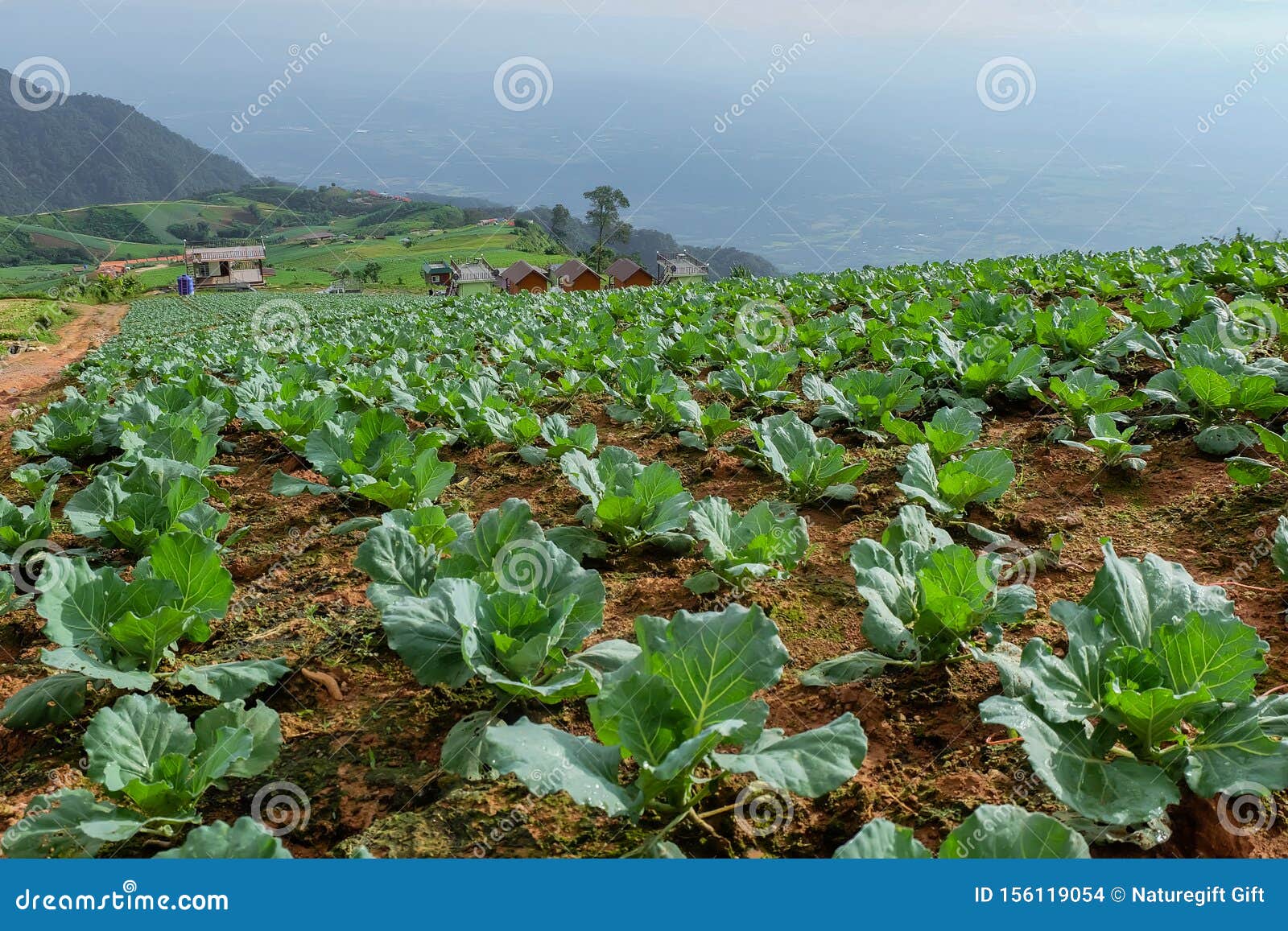 Cabbage Vegetable Plot of the Hmong People at Phu Thap Berk Stock Photo ...