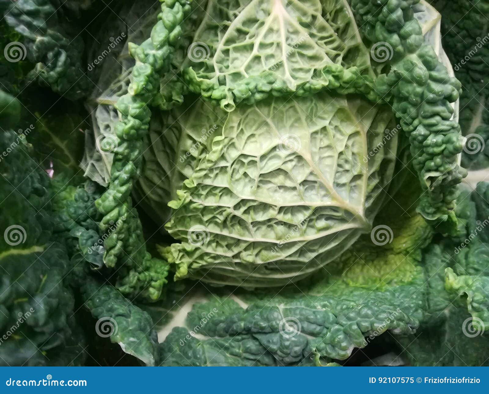 Cabbage, Vegetable, Still Life of Kitchen Ingredient Stock Image ...