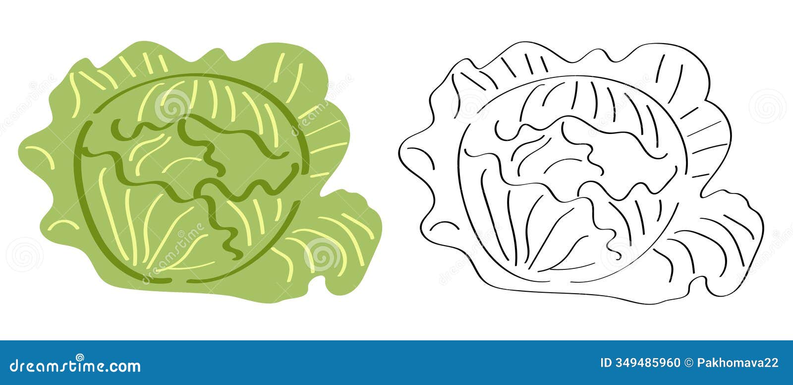 Cabbage - a Vegetable for Vegetarians, Flat Vector Cartoon Drawing ...