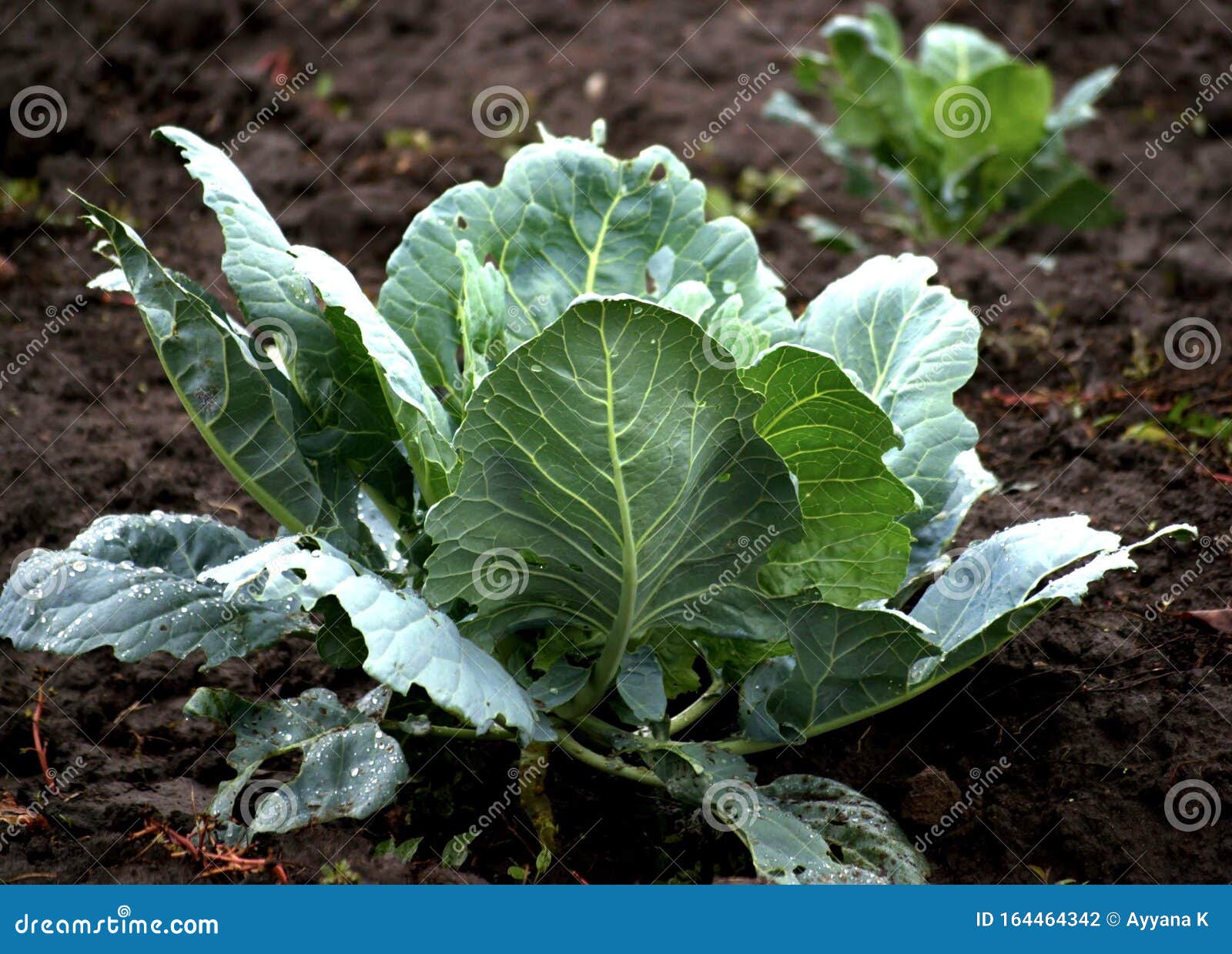 Cabbage stock photo. Image of vegetables, natural, cabbage - 164464342