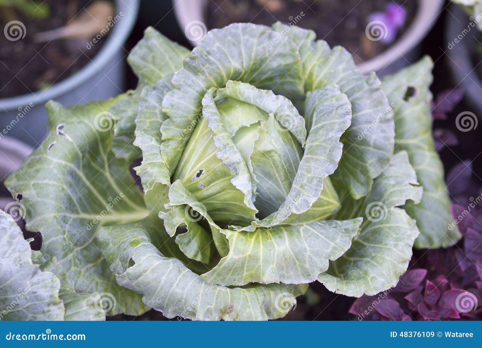Cabbage stock image. Image of fancy, garden, healthy - 48376109