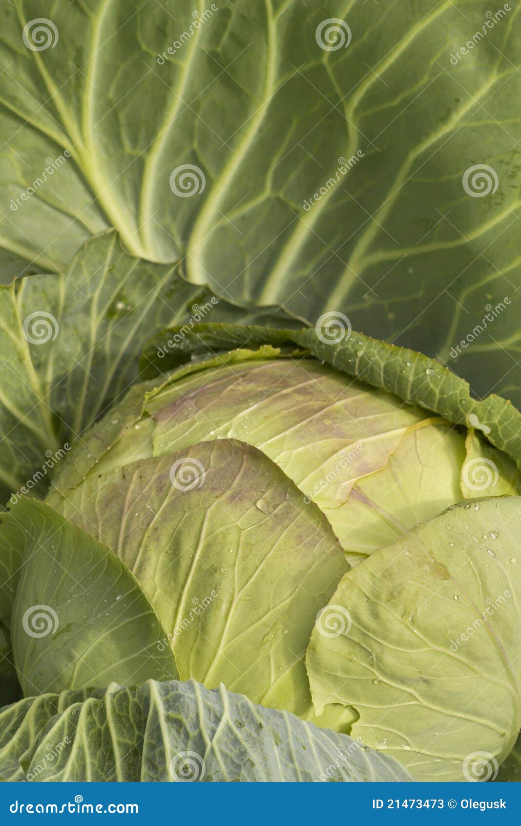 Cabbage Vegetables Ripe Autumn Stock Image - Image of plant, leaves ...