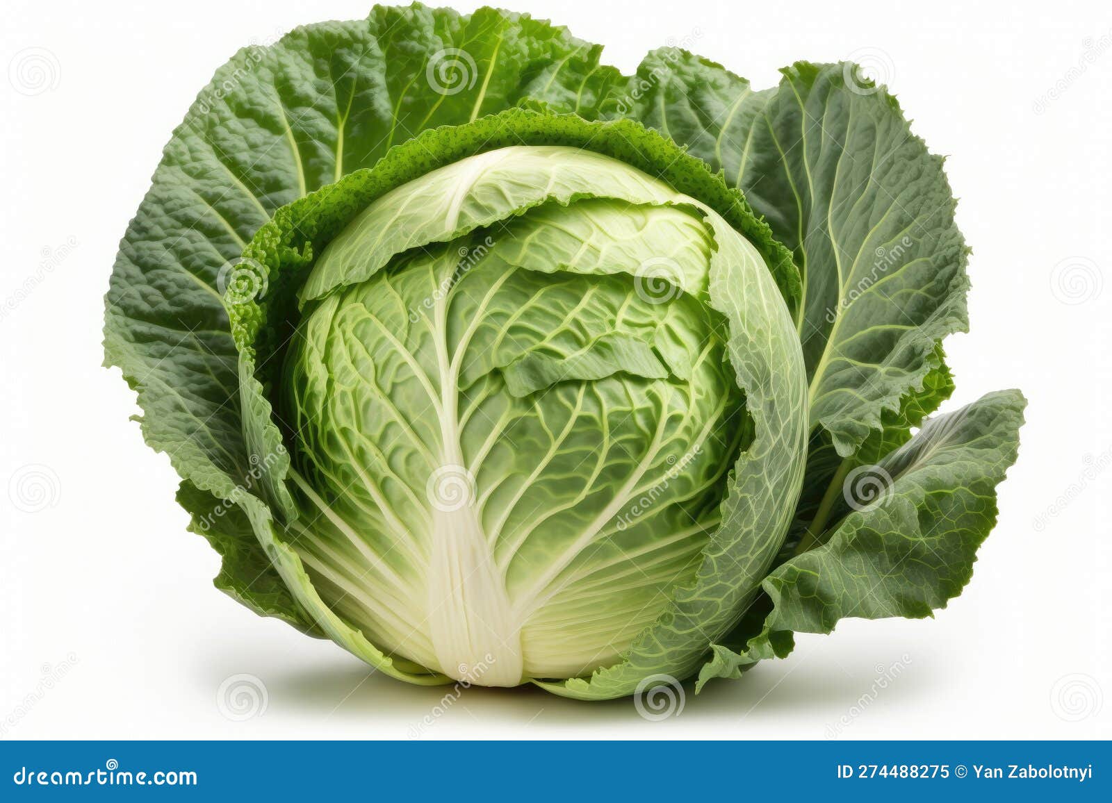 Cabbage on a White Background. Generative AI Stock Illustration ...