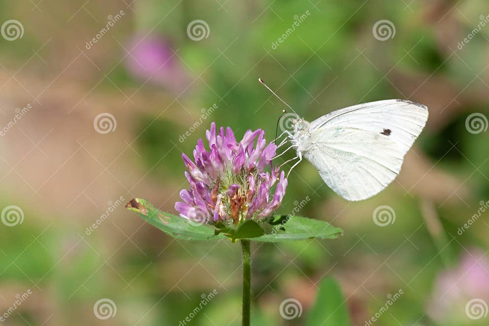 A Cabbage White Butterfly Eats Clover Stock Image - Image of grasslands, fauna: 266406649