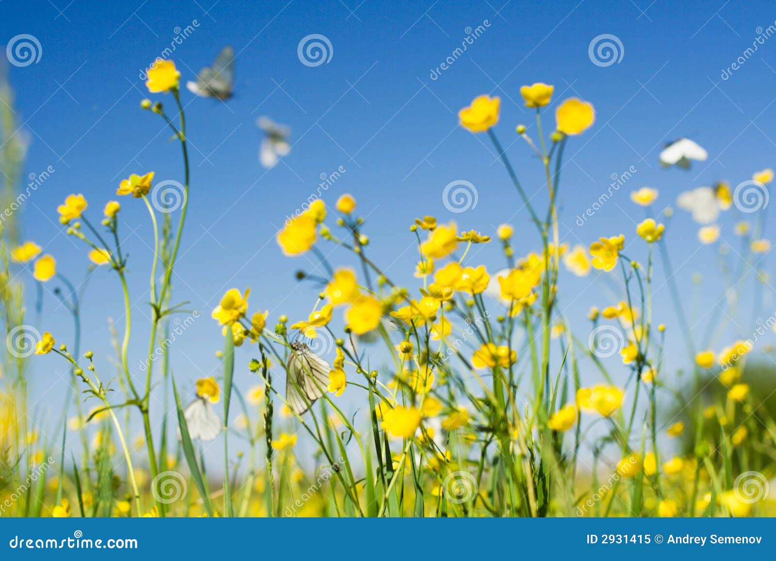 Cabbage White Butterfly Field Stock Image - Image of butterfly, blue ...