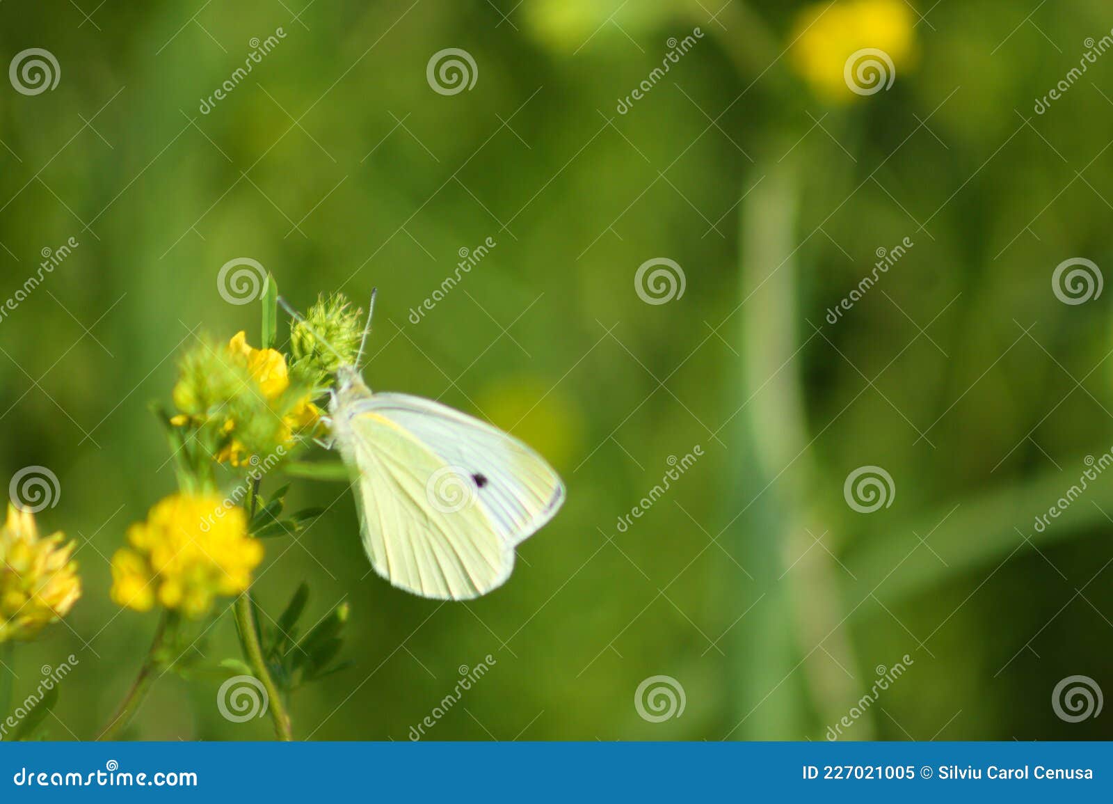 Cabbage White Butterfly on Sickle Medick in Bloom Closeup View Stock ...