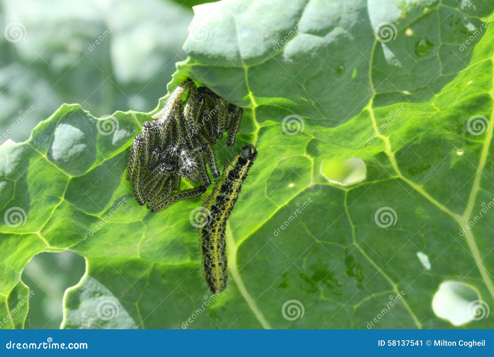 Cabbage White Caterpillars Underleaf Stock Image - Image of grub ...