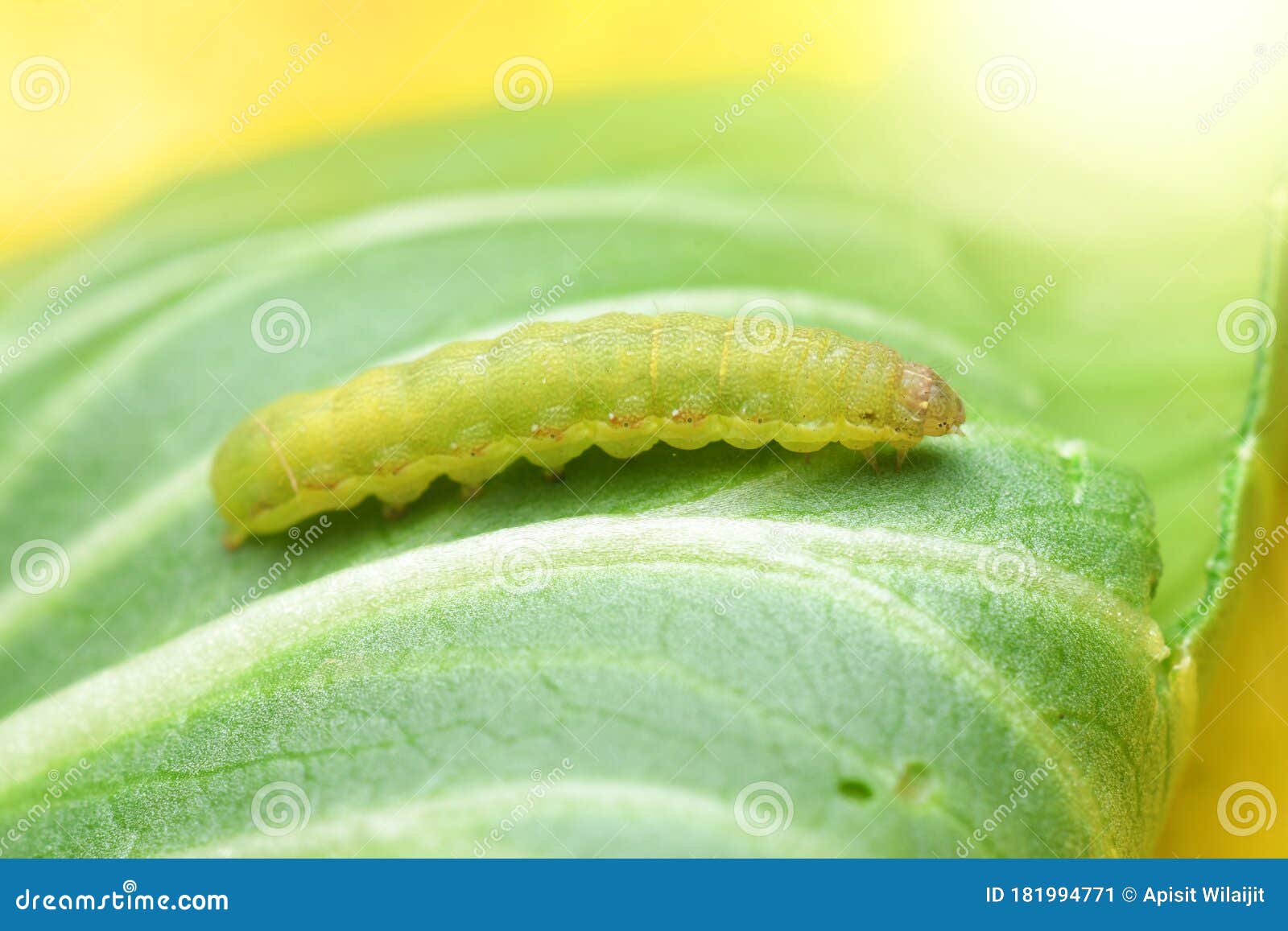 Cabbage Worm or Caterpillar on Vegetable Plants. Stock Image - Image of ...
