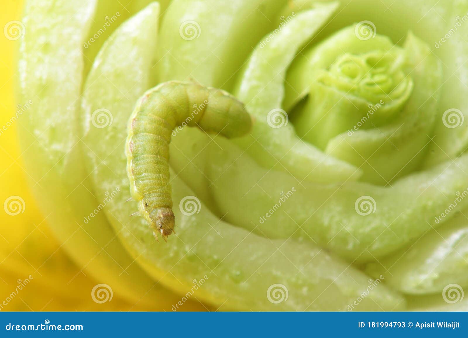 Cabbage Worm or Caterpillar on Vegetable Plants. Stock Image - Image of ...