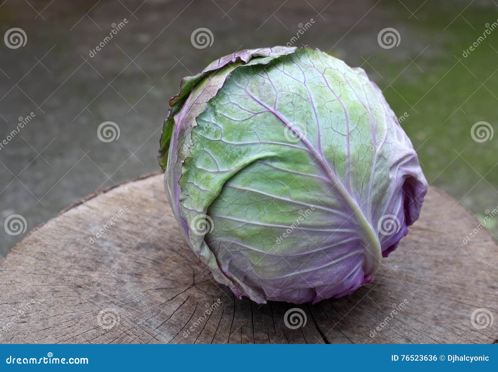 Cabbagehead stock photo. Image of vegetable, colorful - 76523636