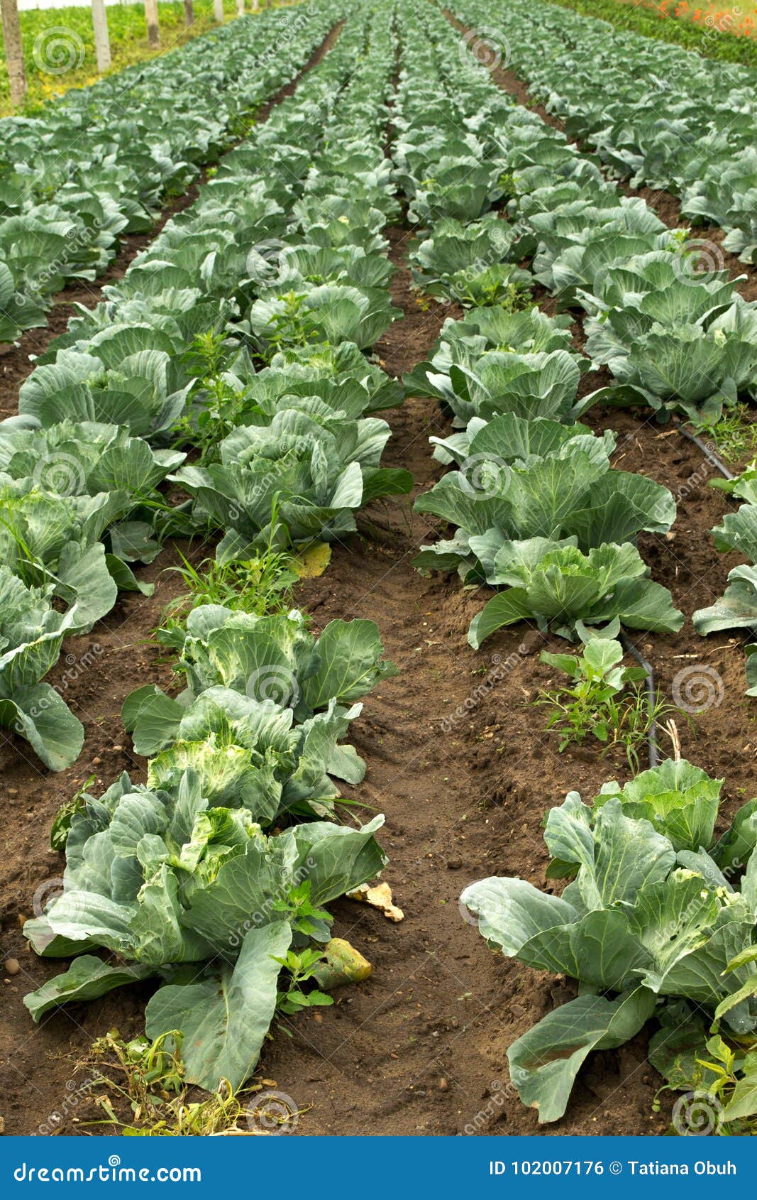 Cabbages stock photo. Image of farming, vegetarian, cabbage - 102007176