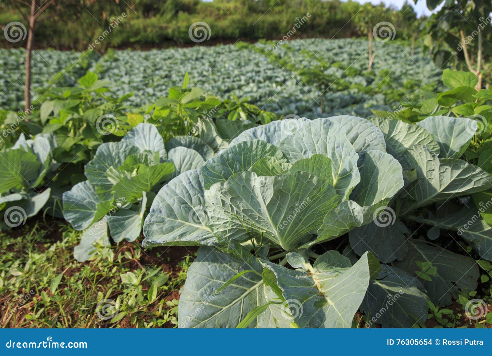 Cabbages Field stock photo. Image of cabbage, farm, plant - 76305654
