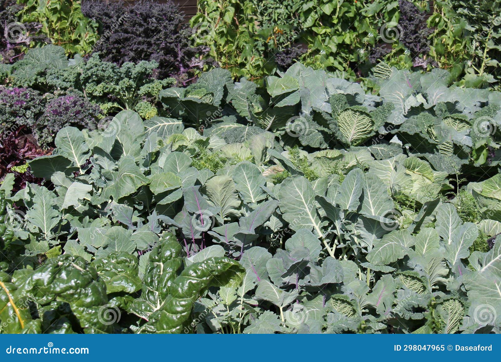 Cabbages in a Garden Vegetable Plot. Stock Image - Image of green ...