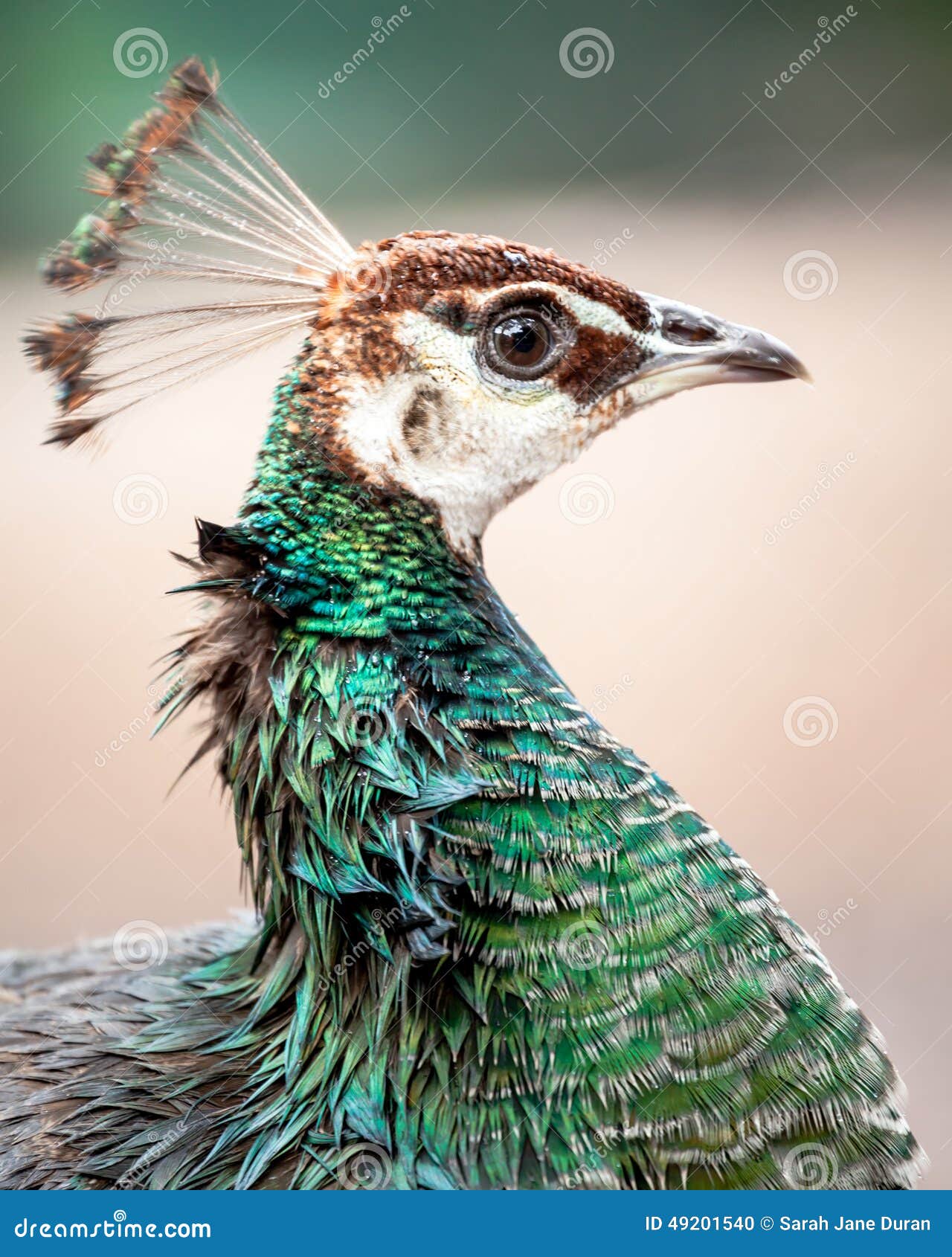 Cabeça Da Pavoa Indiana Molhada Na Chuva Foto de Stock - Imagem de nave ...