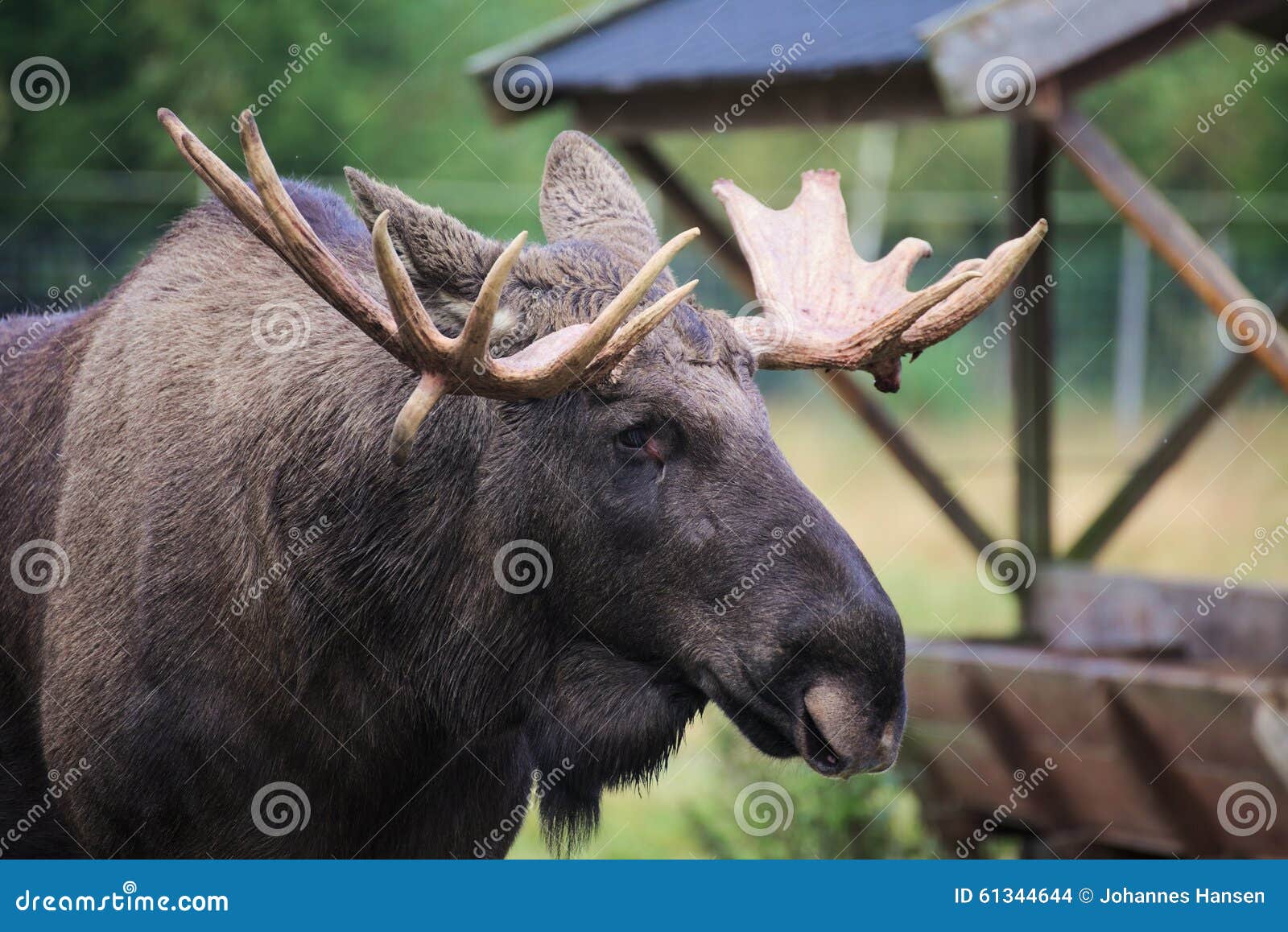 Cabeça De Um Alce (alces Do Alces) Com Chifres Poderosos Foto de Stock ...