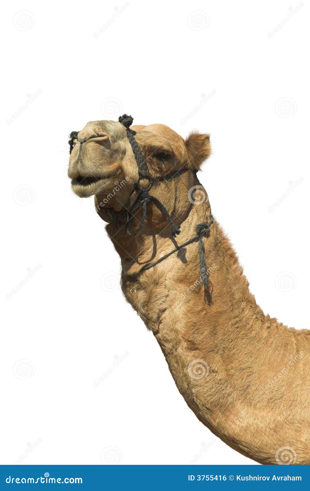 Cabeça de um camelo. foto de stock. Imagem de remoto, viagem - 3755416