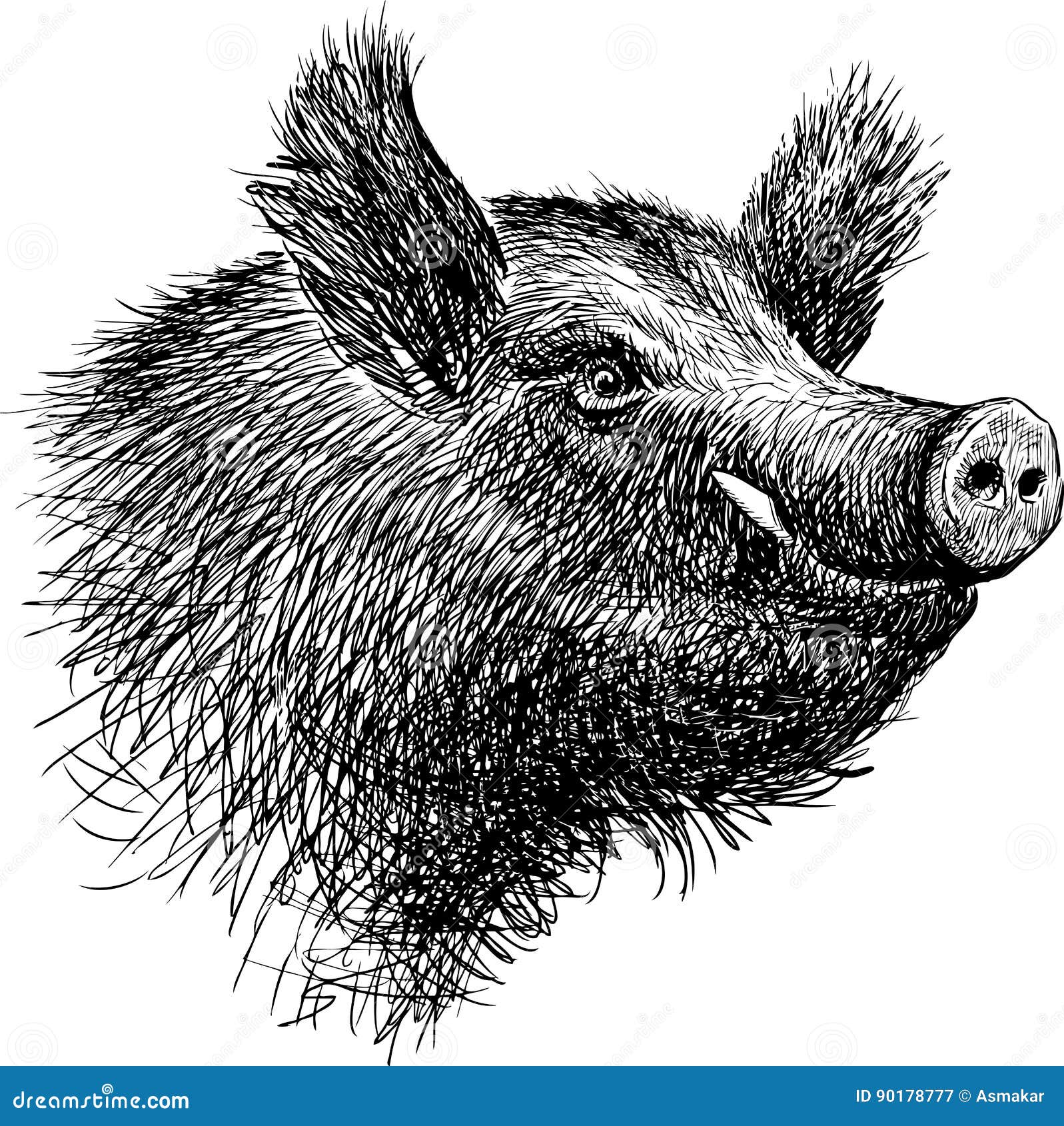 Cabeça de um javali ilustração do vetor. Ilustração de vetor - 90178777