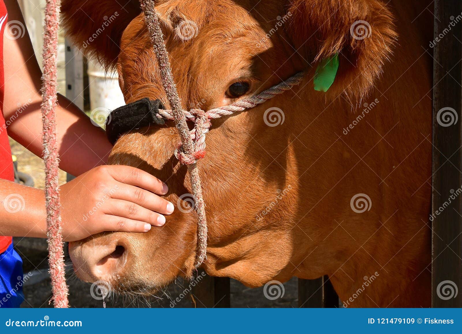 Cabeça De Uma Vaca De Carne Com Uma Cabeçada Da Corda Imagem de Stock ...
