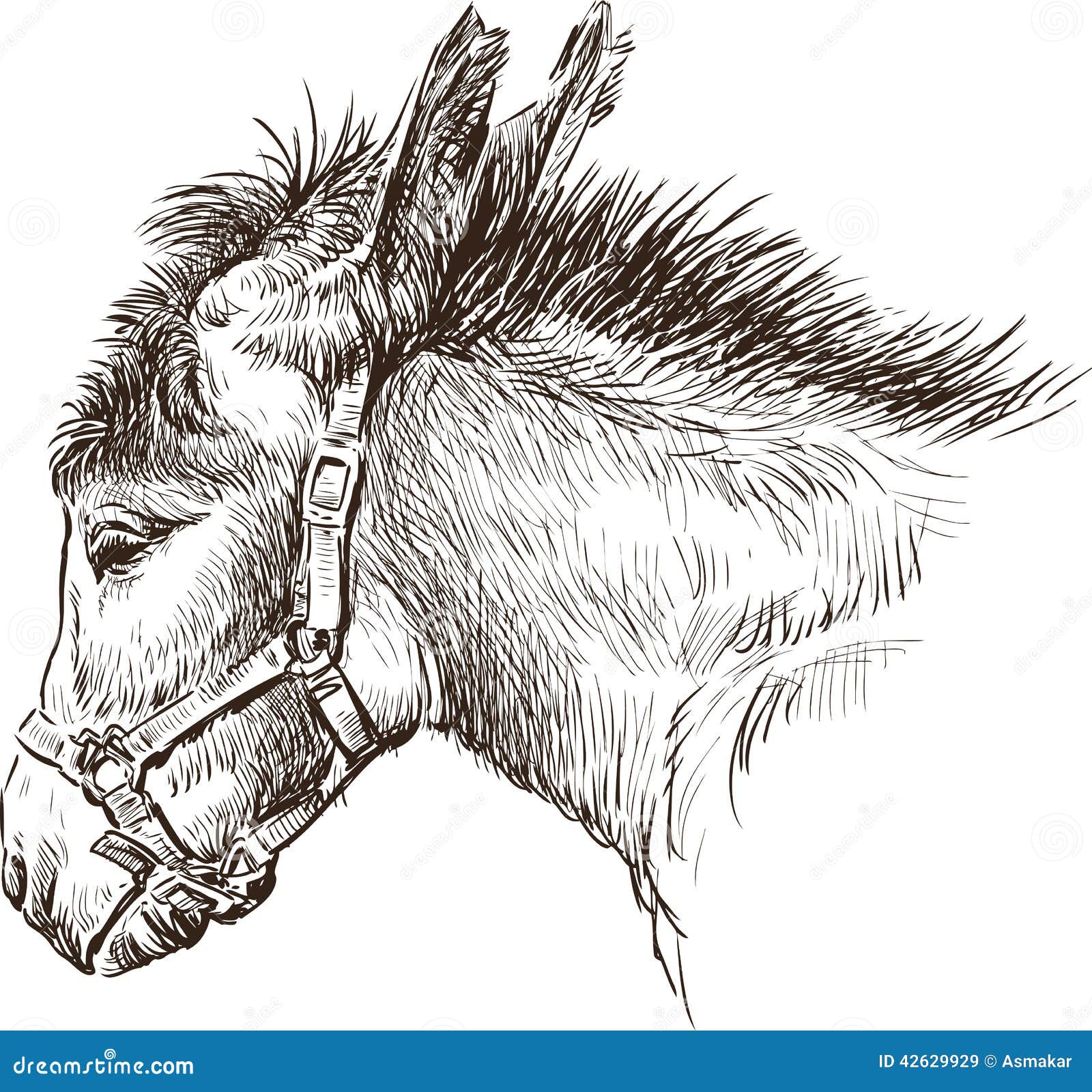 Cabeça do asno ilustração do vetor. Ilustração de asno - 42629929