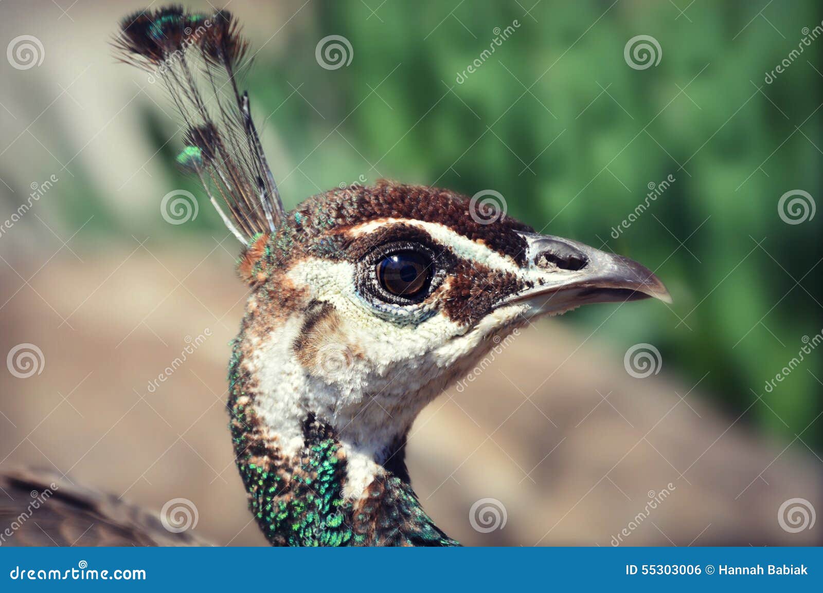 Cabeça do pavão foto de stock. Imagem de fauna, elegância - 55303006
