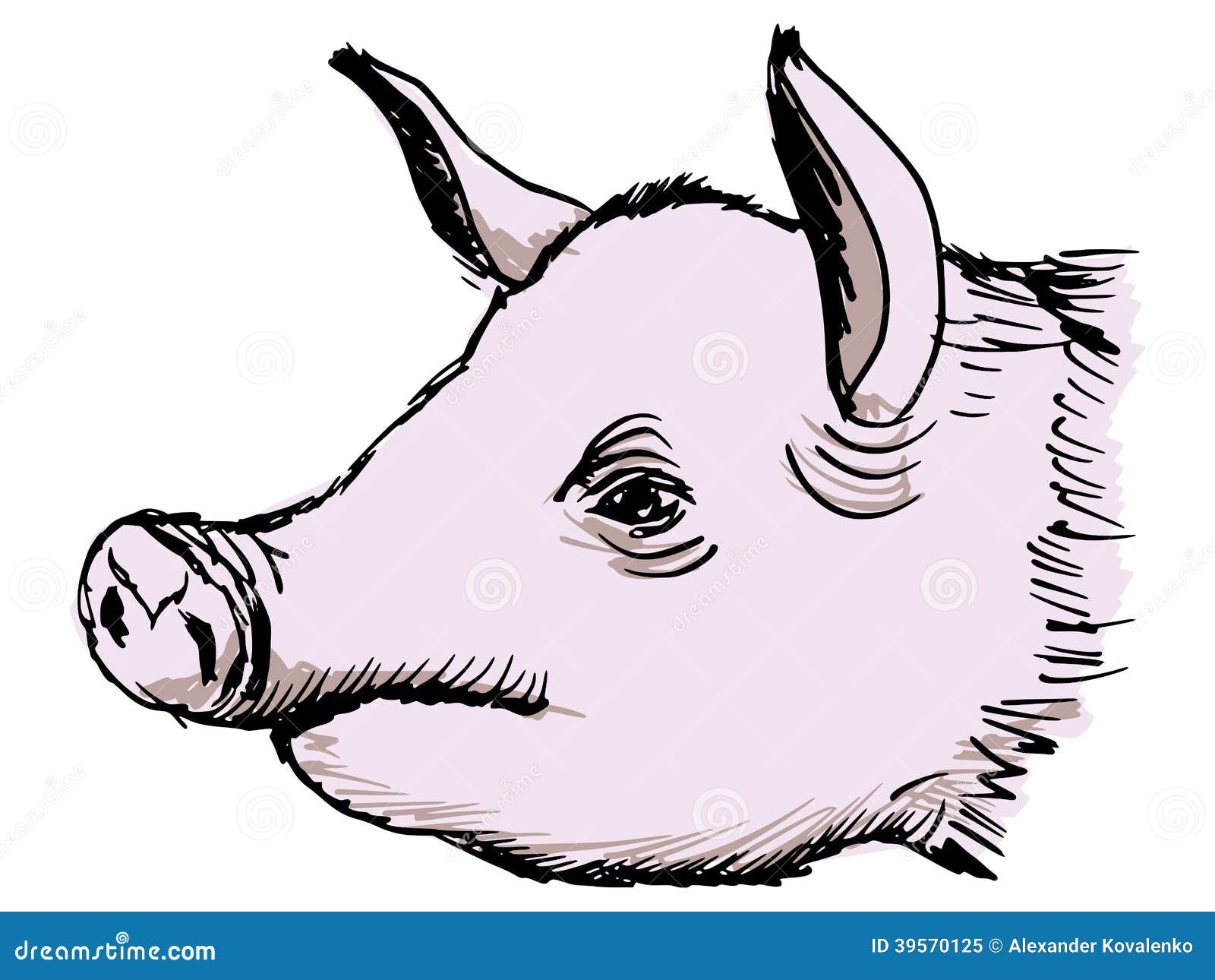 Cabeça do porco ilustração do vetor. Ilustração de nariz - 39570125