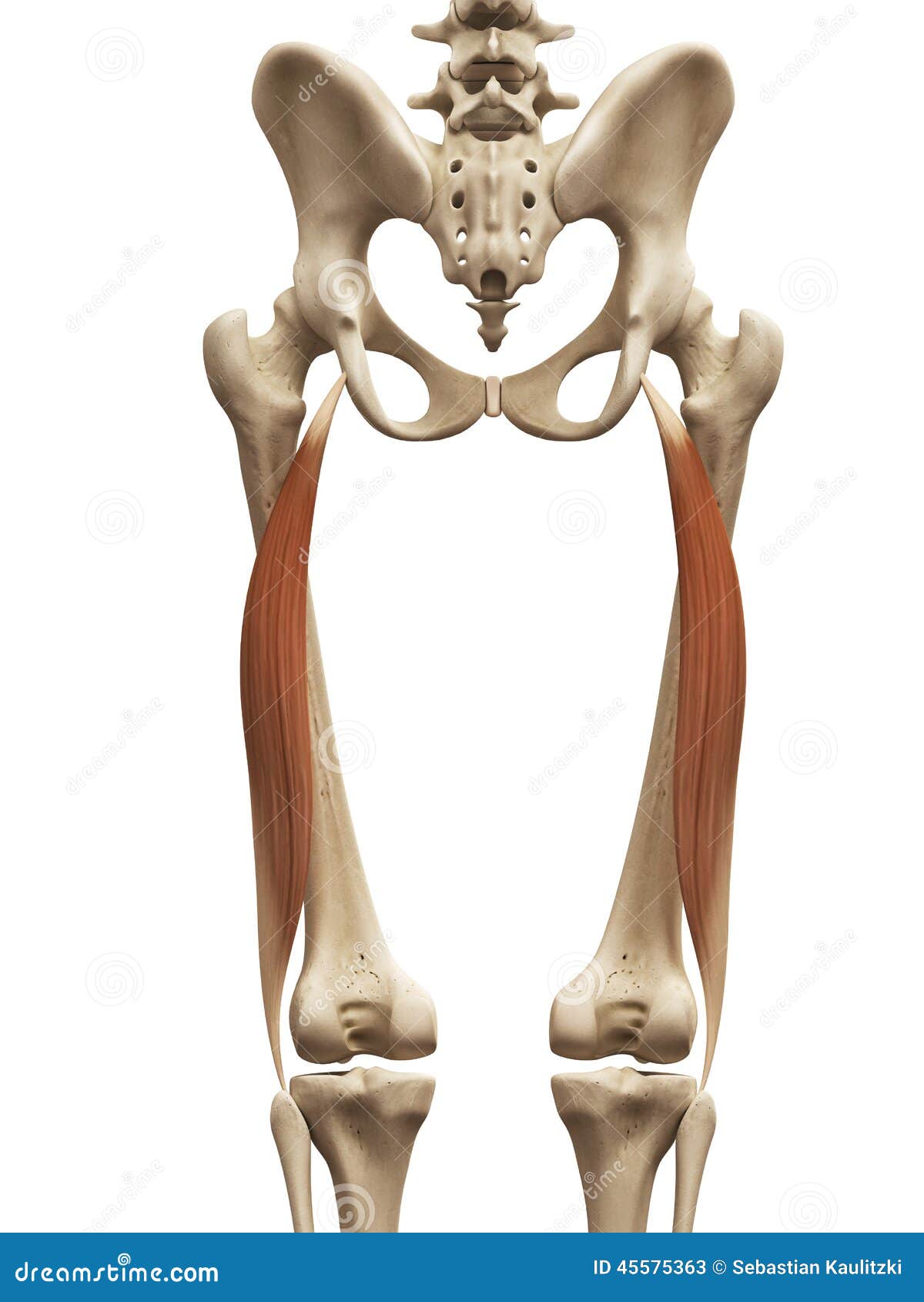 A Cabeça Longa Femoris Do Bíceps Ilustração Stock - Ilustração de ...