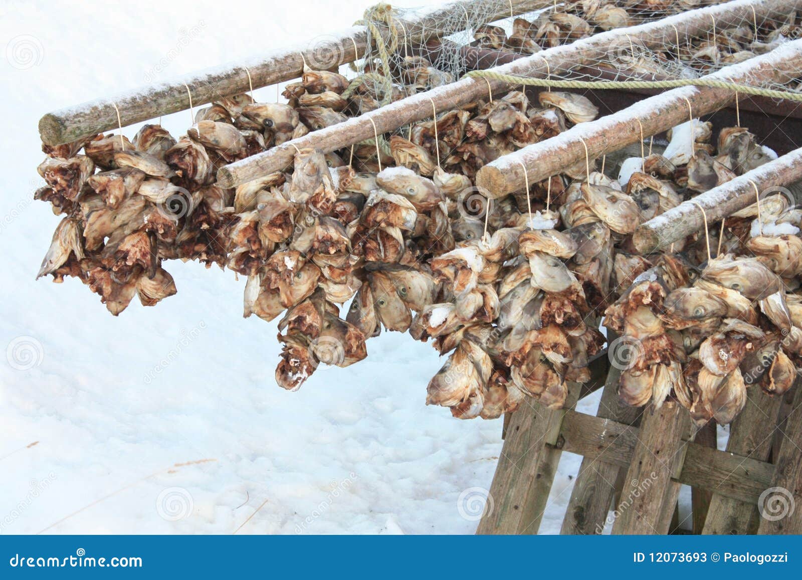 Cabeças Do Bacalhau Em Lofoten Imagem de Stock - Imagem de bacalhau ...