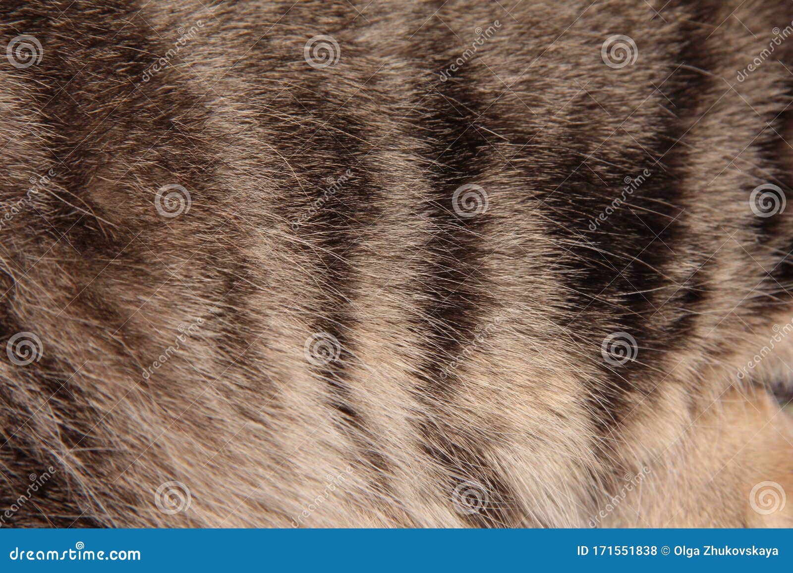 Cabello Animal Con Rayas Negras Grises Foto de archivo - Imagen de ...