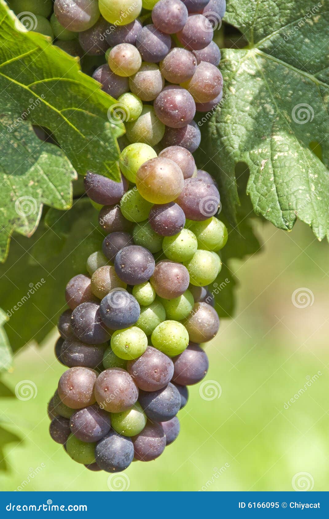 Cabernet Franc Grapes Ripening Stock Image - Image of bunches, ripening ...