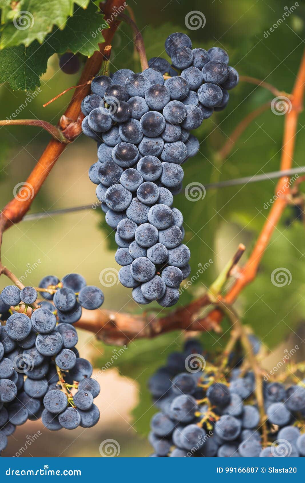 Cabernet Franc Grapes on the Vine Stock Image - Image of blue ...