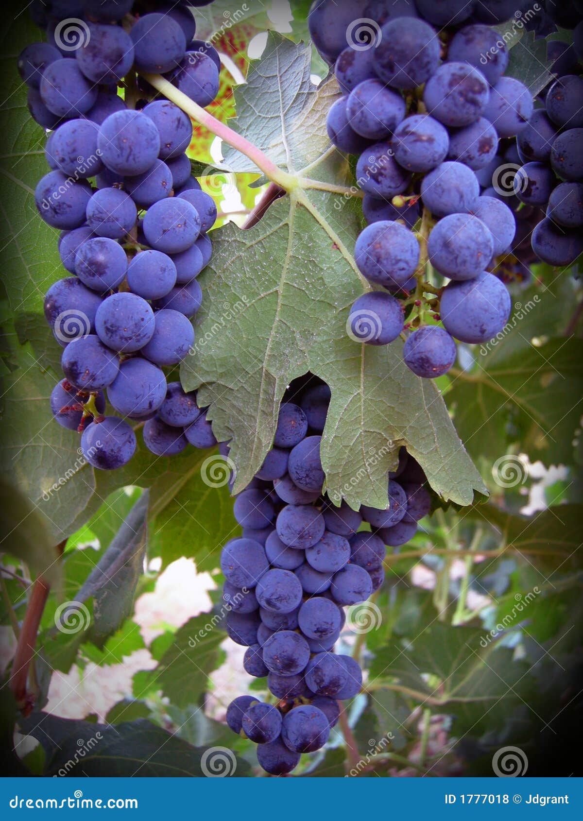 Cabernet Grapes stock photo. Image of cabernet, bottle - 1777018