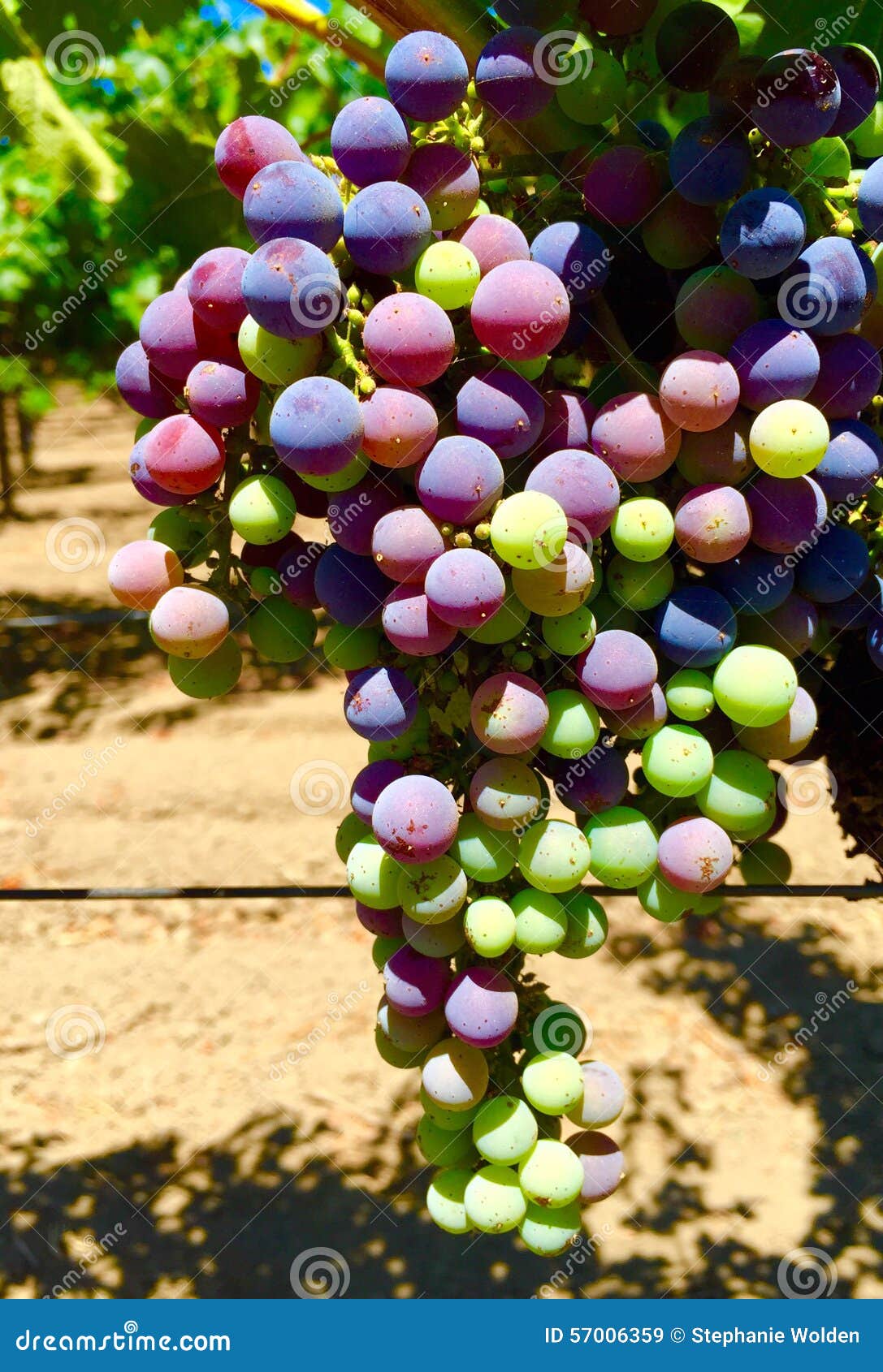 Cabernet Grapes in Veraison Stock Image - Image of develops, harvest ...
