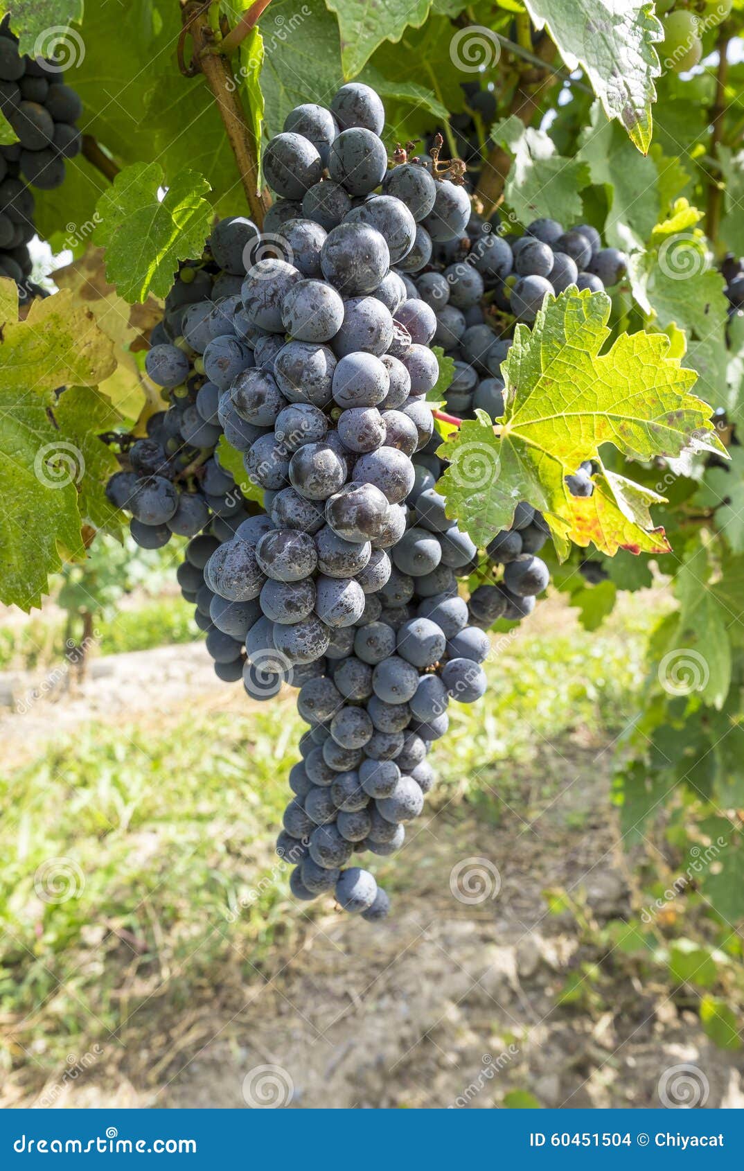 Cabernet Red Wine Grape in a Vineyard #1 Stock Photo - Image of ...