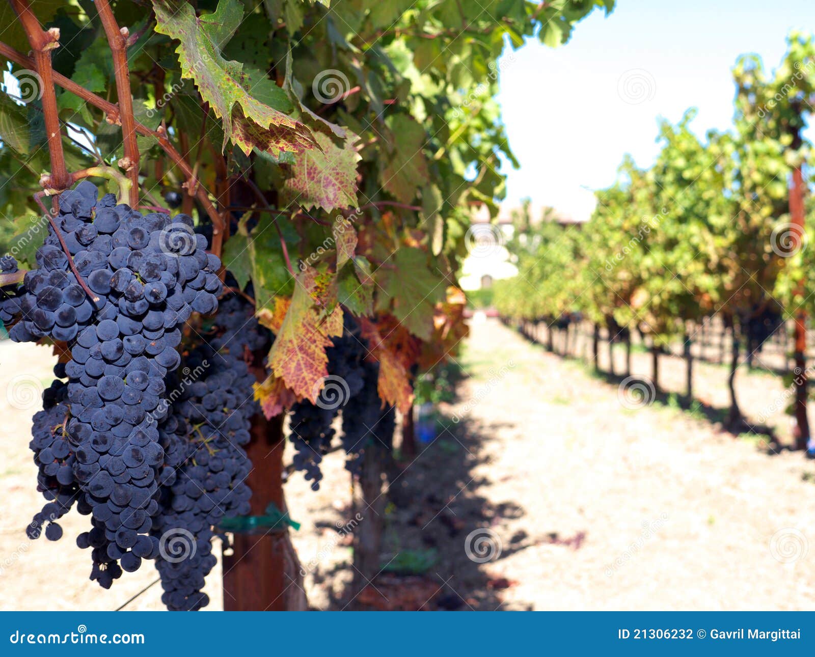 Cabernet Sauvignon Grapes on Vine Stock Photo - Image of grape, leaves ...