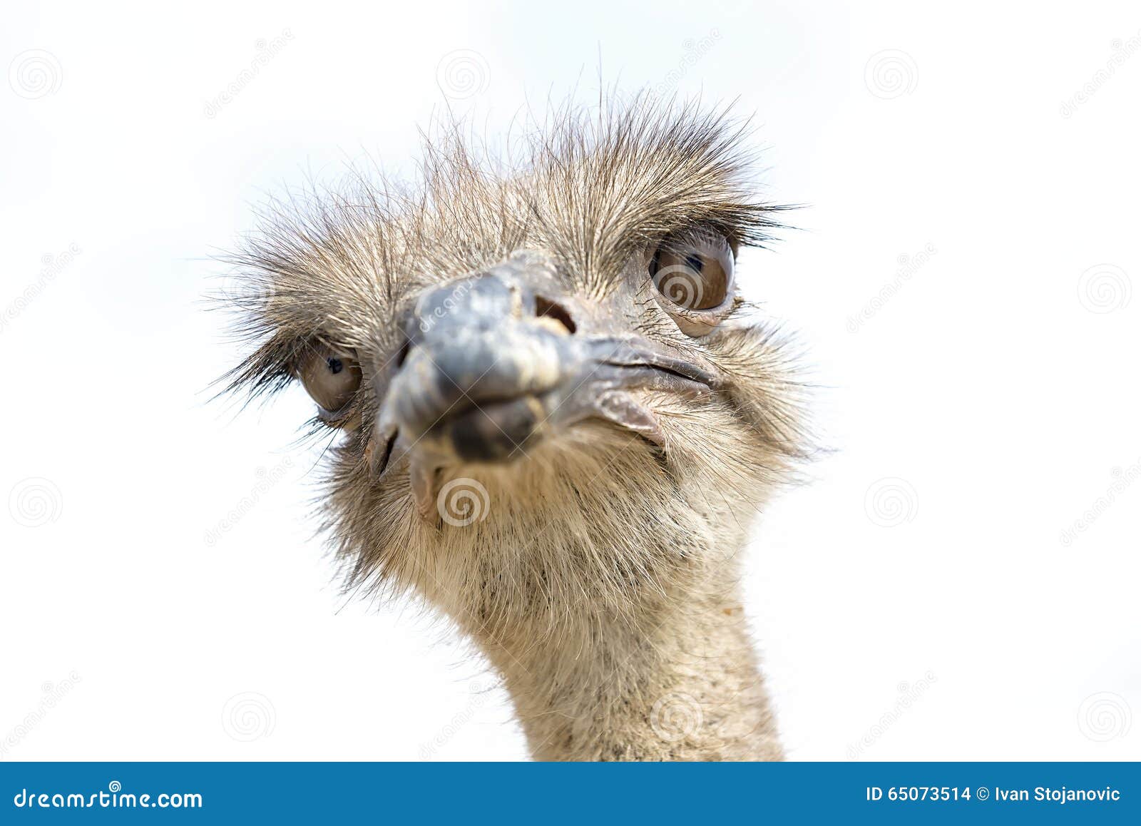 Cabeza de Austrich foto de archivo. Imagen de salvaje - 65073514