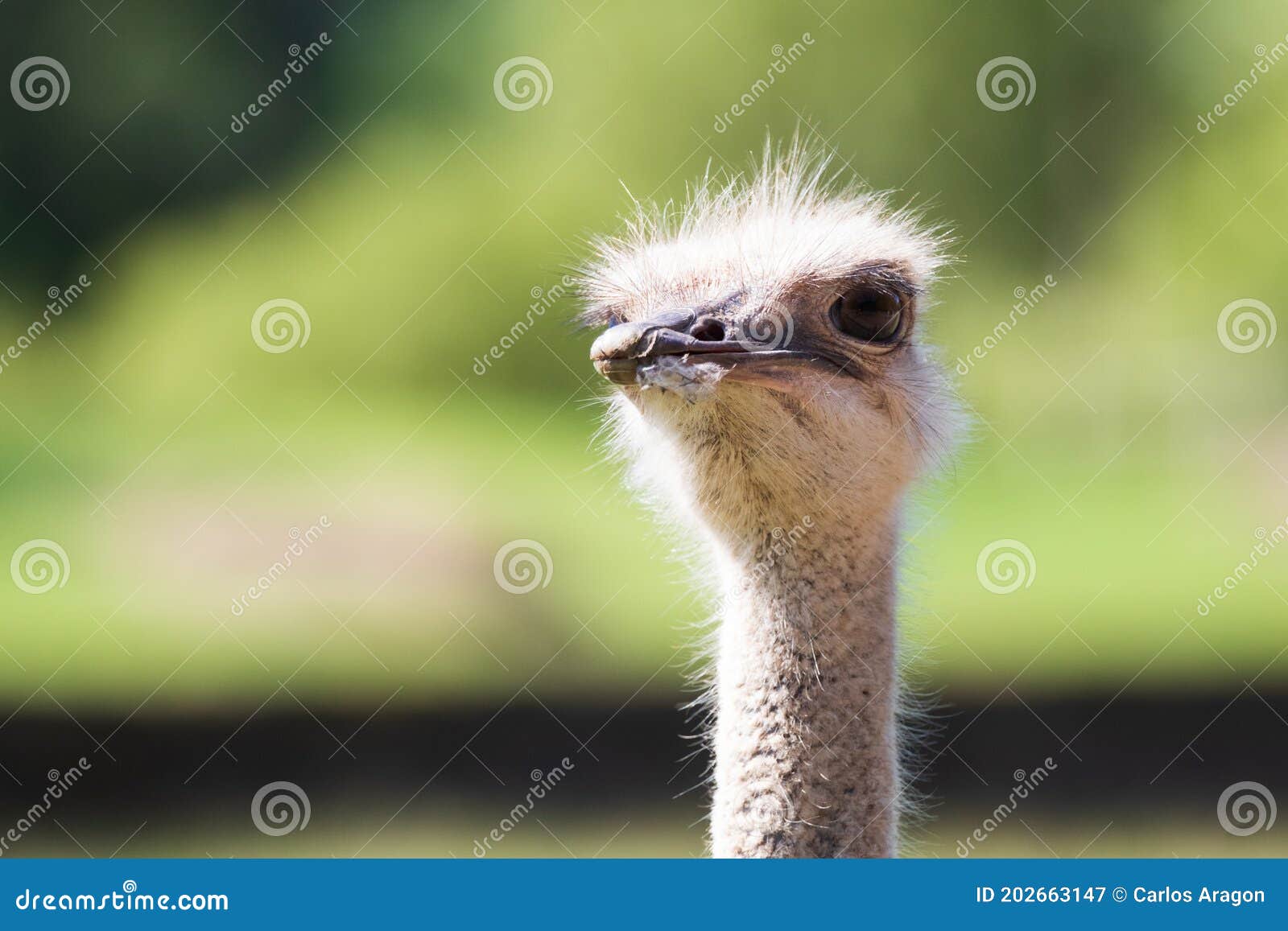 Cabeza de avestruz imagen de archivo. Imagen de paisaje - 202663147