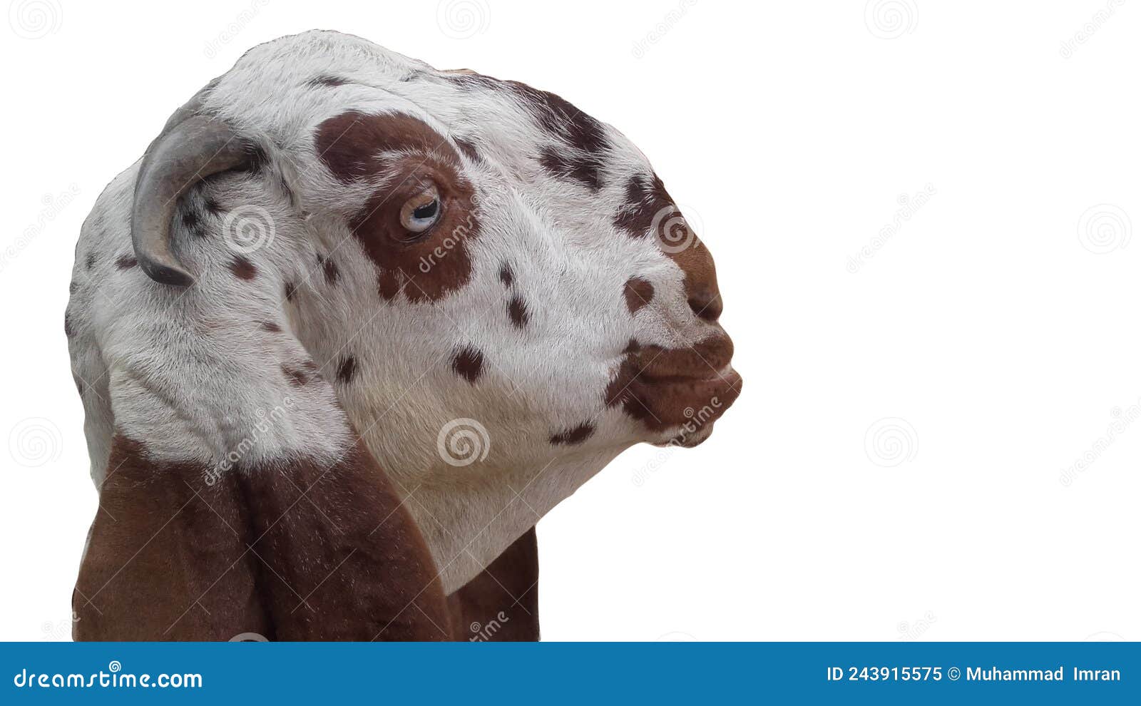 Cabeza De Cabra Sentada Aislada En Fondo Blanco Imagen de archivo ...