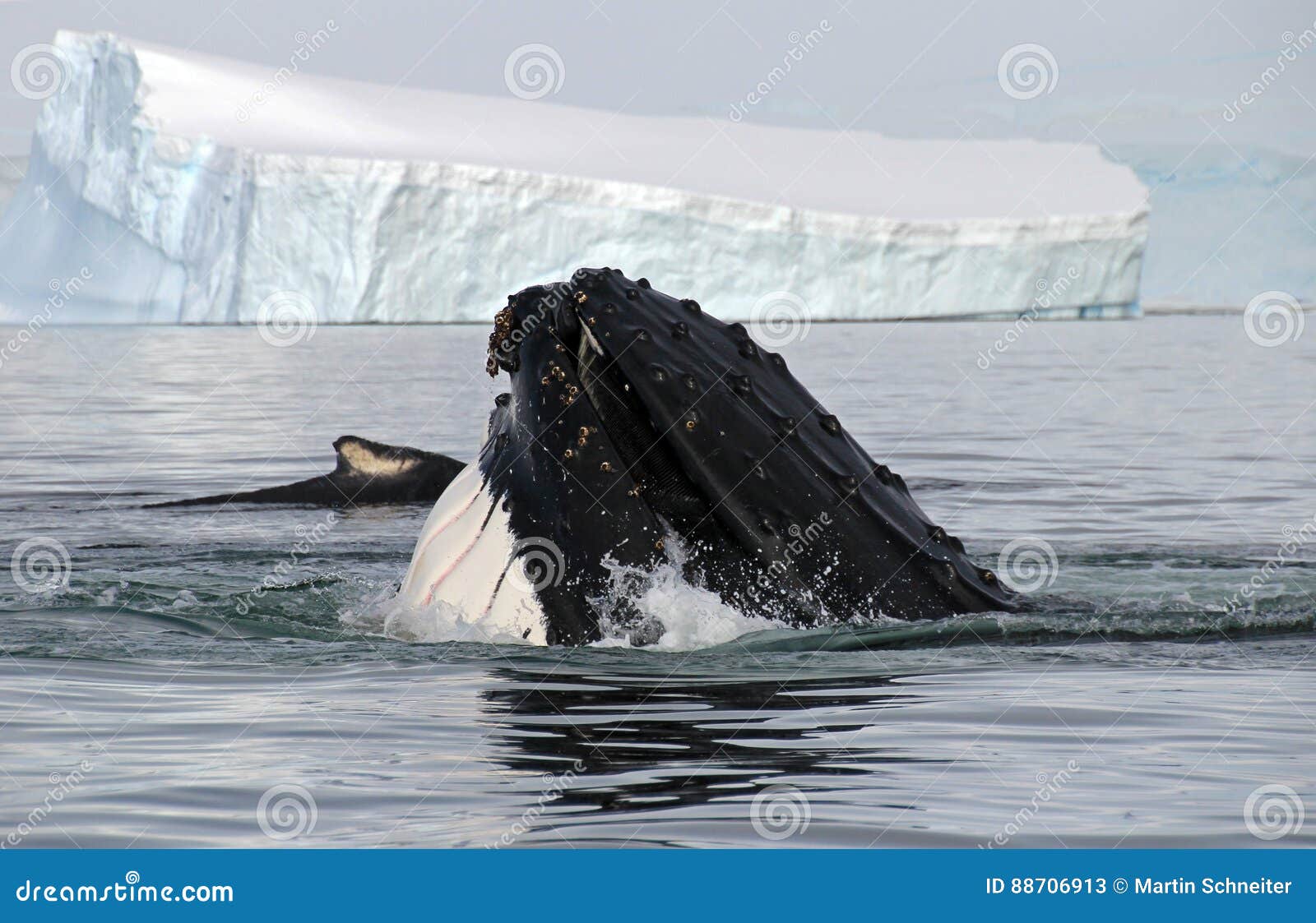 Cabeza De La Ballena Jorobada Imagen de archivo - Imagen de norte ...