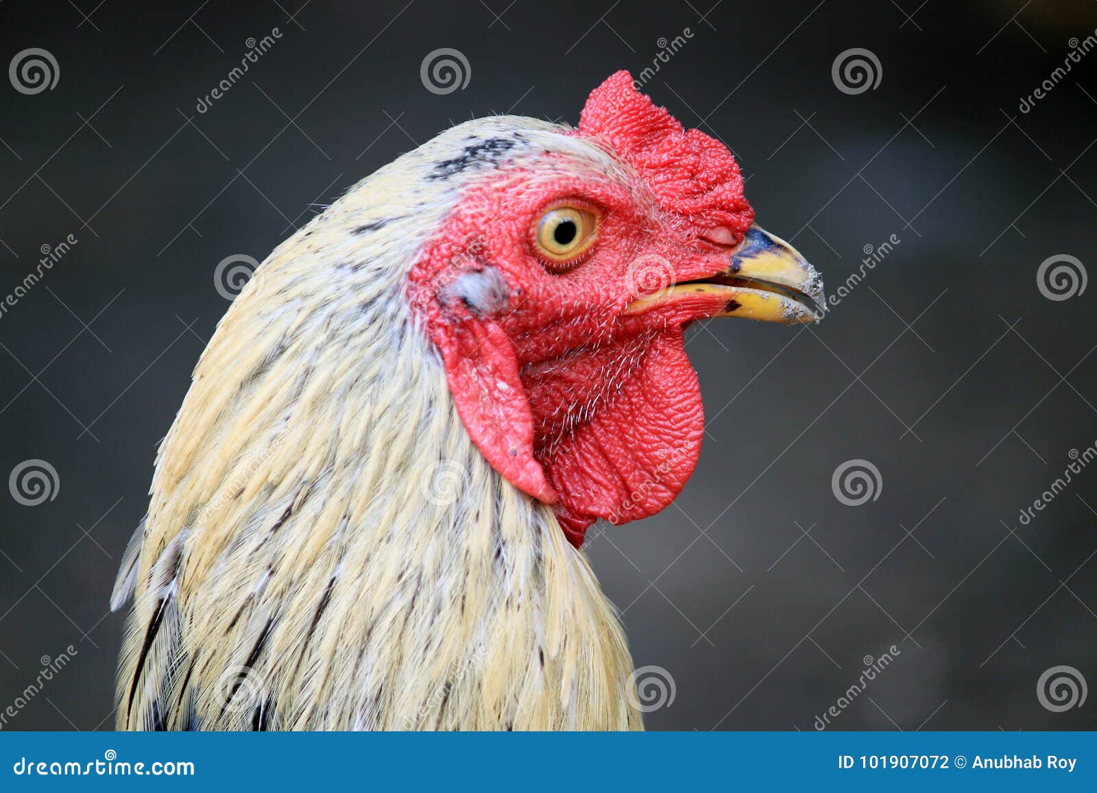 Cabeza de la gallina foto de archivo. Imagen de aviar - 101907072