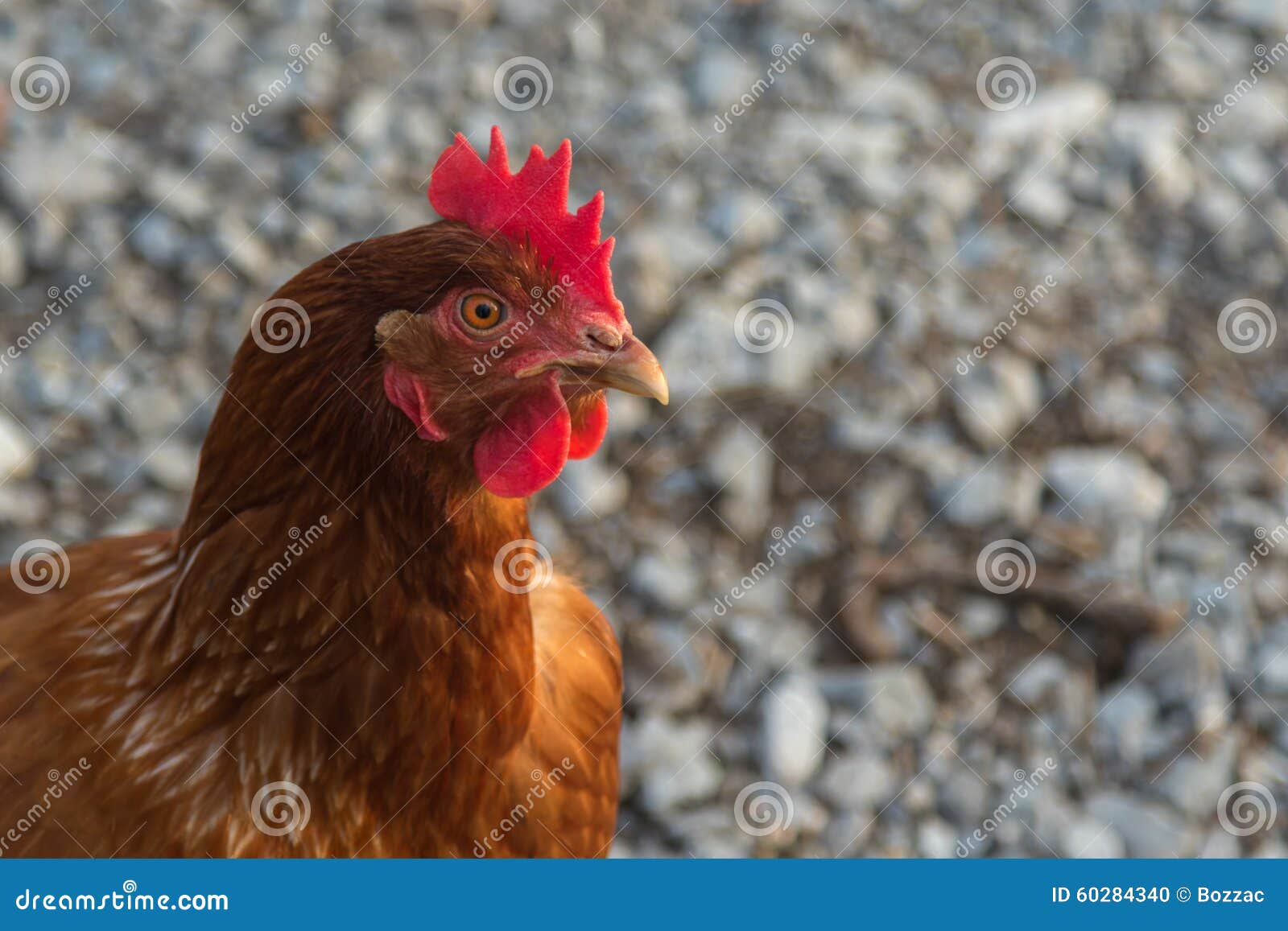 Cabeza de la gallina foto de archivo. Imagen de agricultura - 60284340