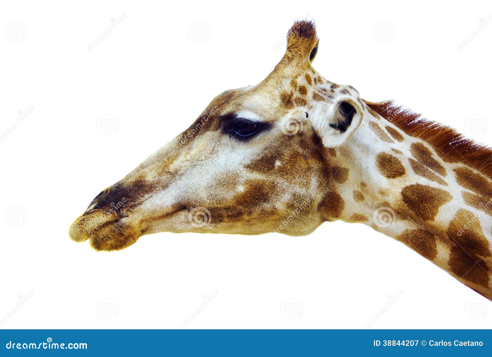 Cabeza de la jirafa imagen de archivo. Imagen de cubo - 38844207