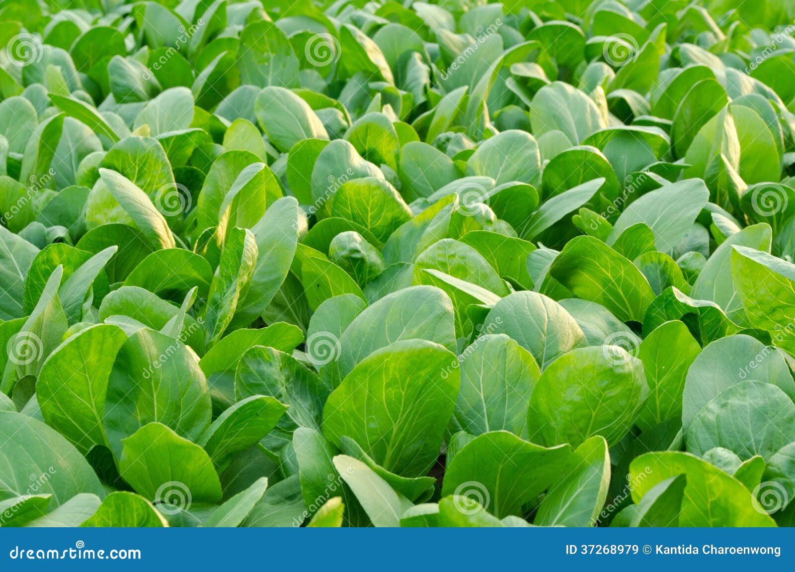Cabeza De La Lechuga De La Mantequilla. Imagen de archivo - Imagen de ...